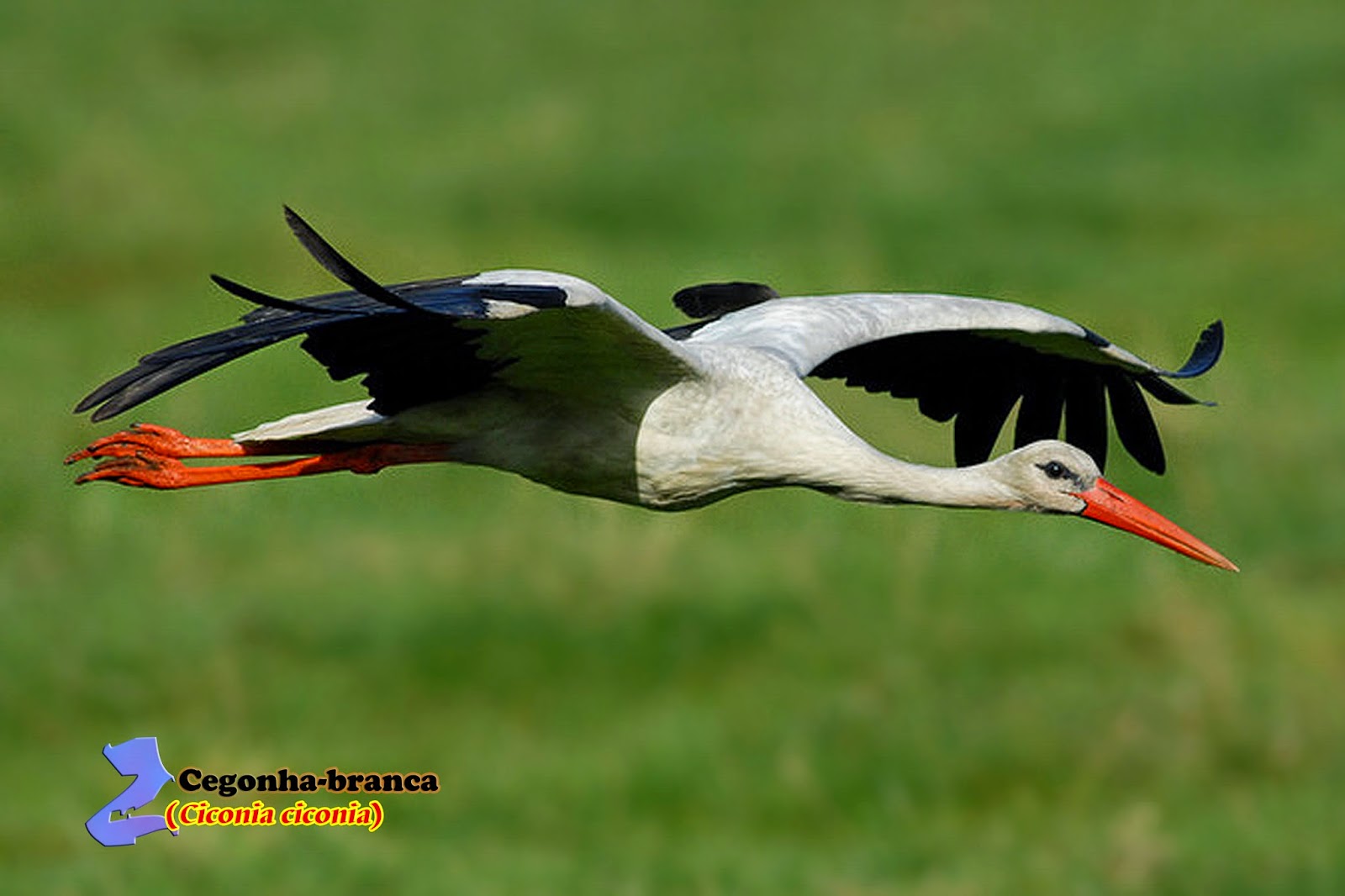 Zoologia: Cegonha-branca (Ciconia ciconia)